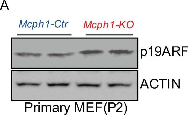 P16 antibodies - Antibody search engine - CiteAb