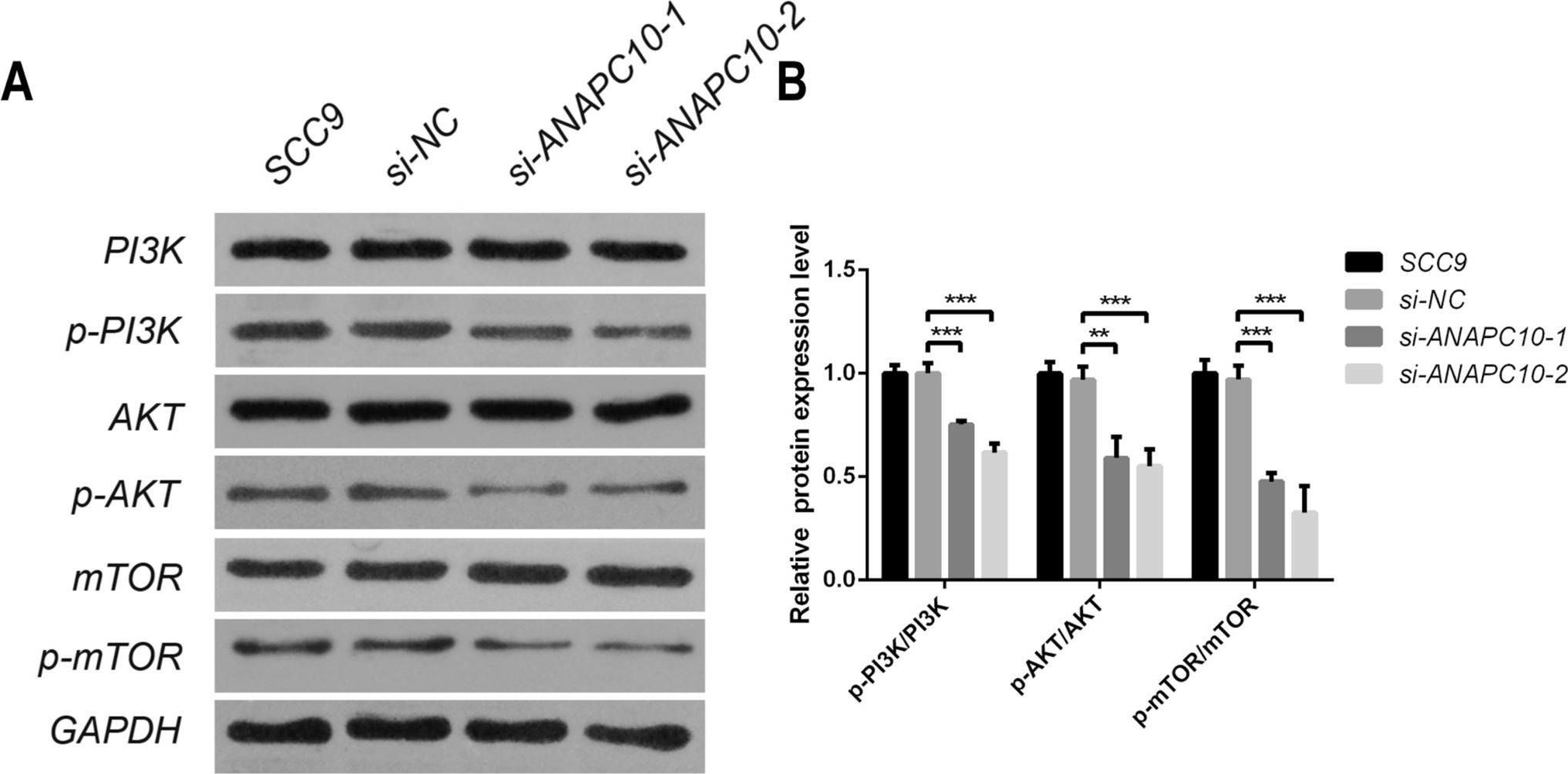 PI3K antibodies - Antibody search engine - CiteAb