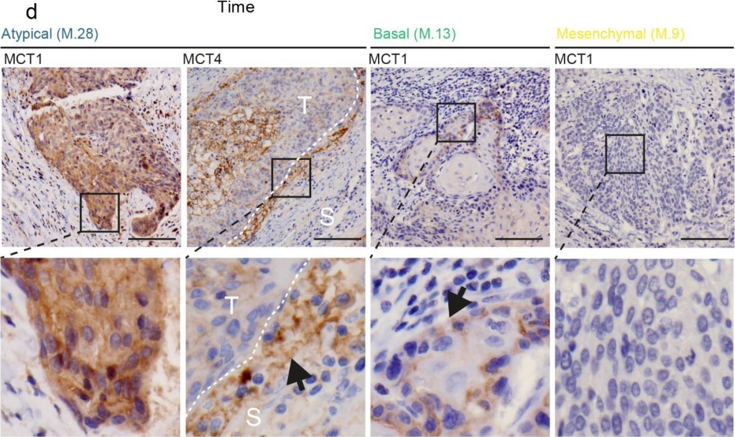 mct4 antibodies - Antibody search engine - CiteAb
