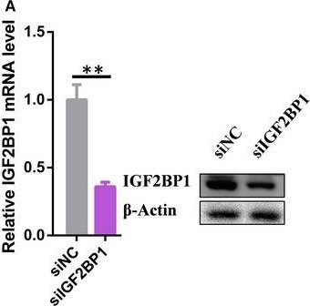 ZBP1 antibodies - Antibody search engine - CiteAb