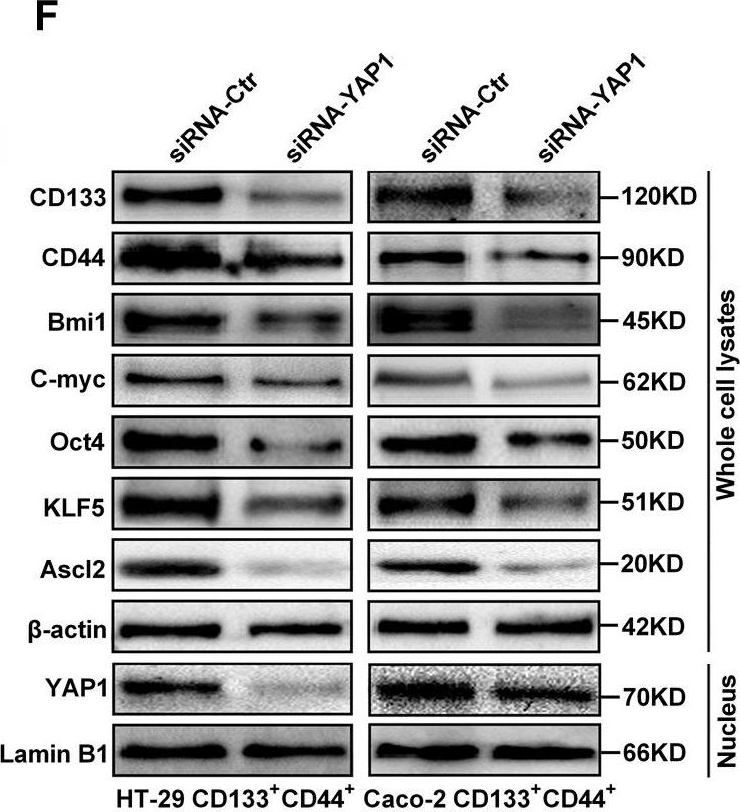 ascl2 antibodies - Antibody search engine - CiteAb