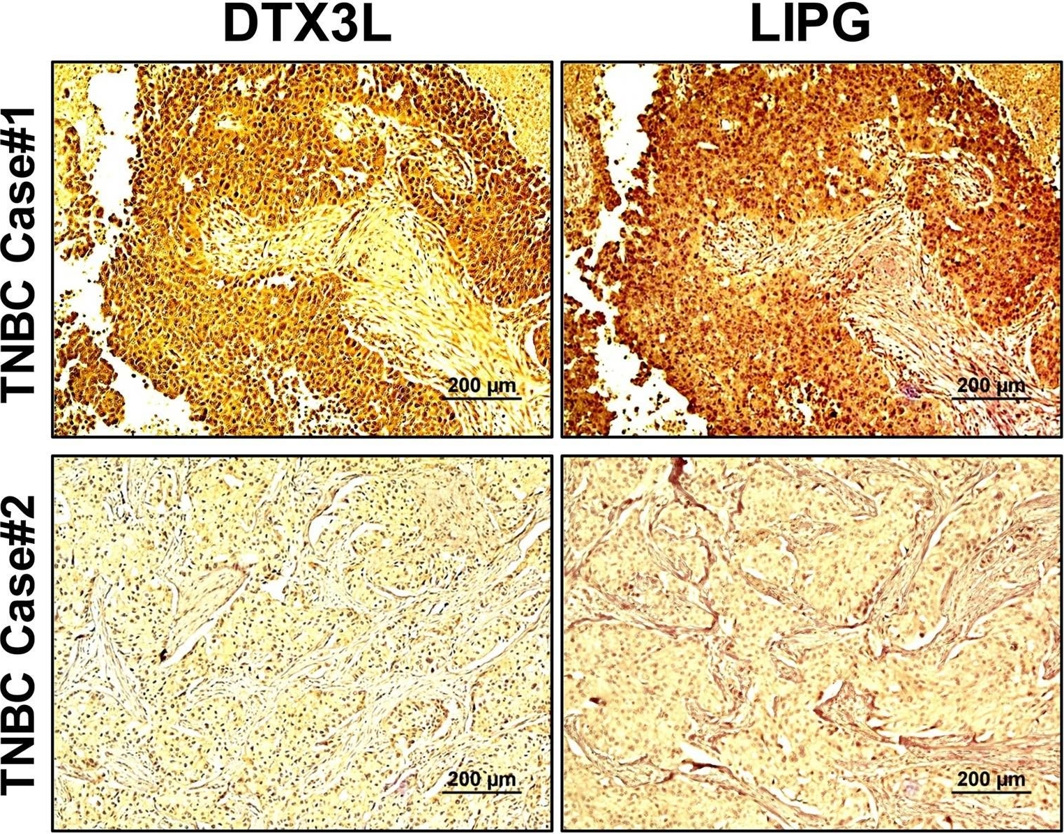 dtx3l antibodies - Antibody search engine - CiteAb