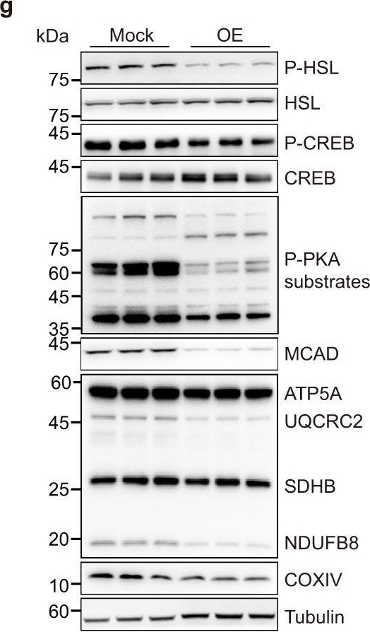 hsl antibodies - Antibody search engine - CiteAb