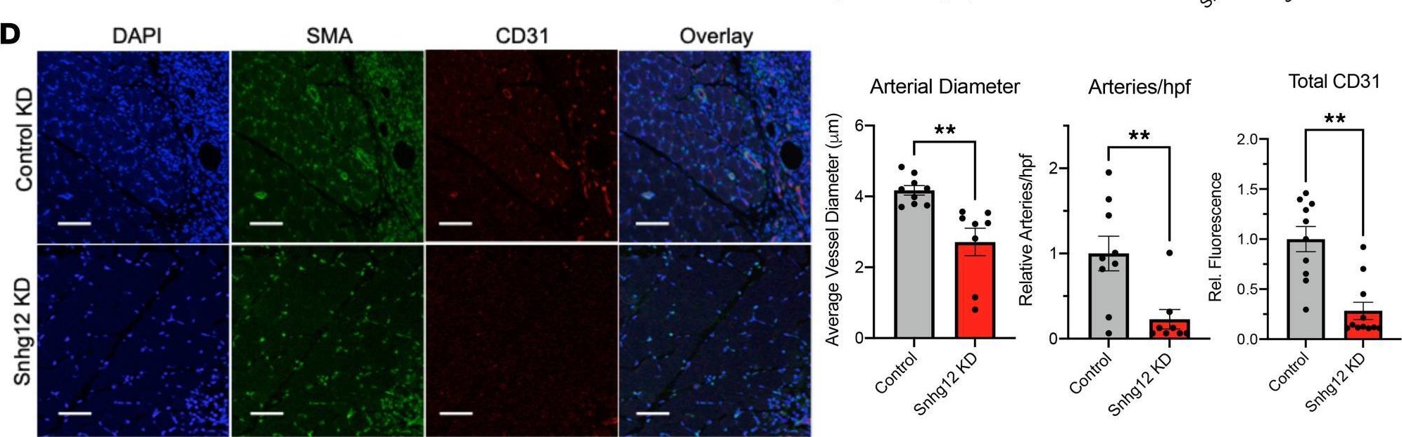 CD31 antibodies - Antibody search engine - CiteAb