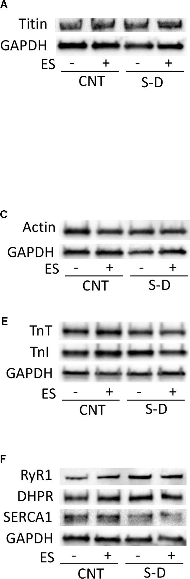 titin antibodies - Antibody search engine - CiteAb