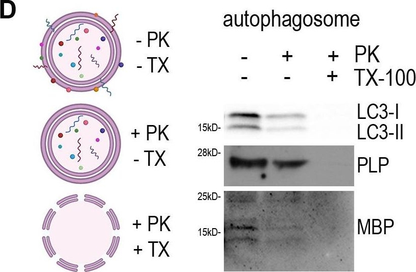PLP1 antibodies - Antibody search engine - CiteAb