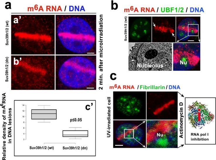 m6A antibodies - Antibody search engine - CiteAb
