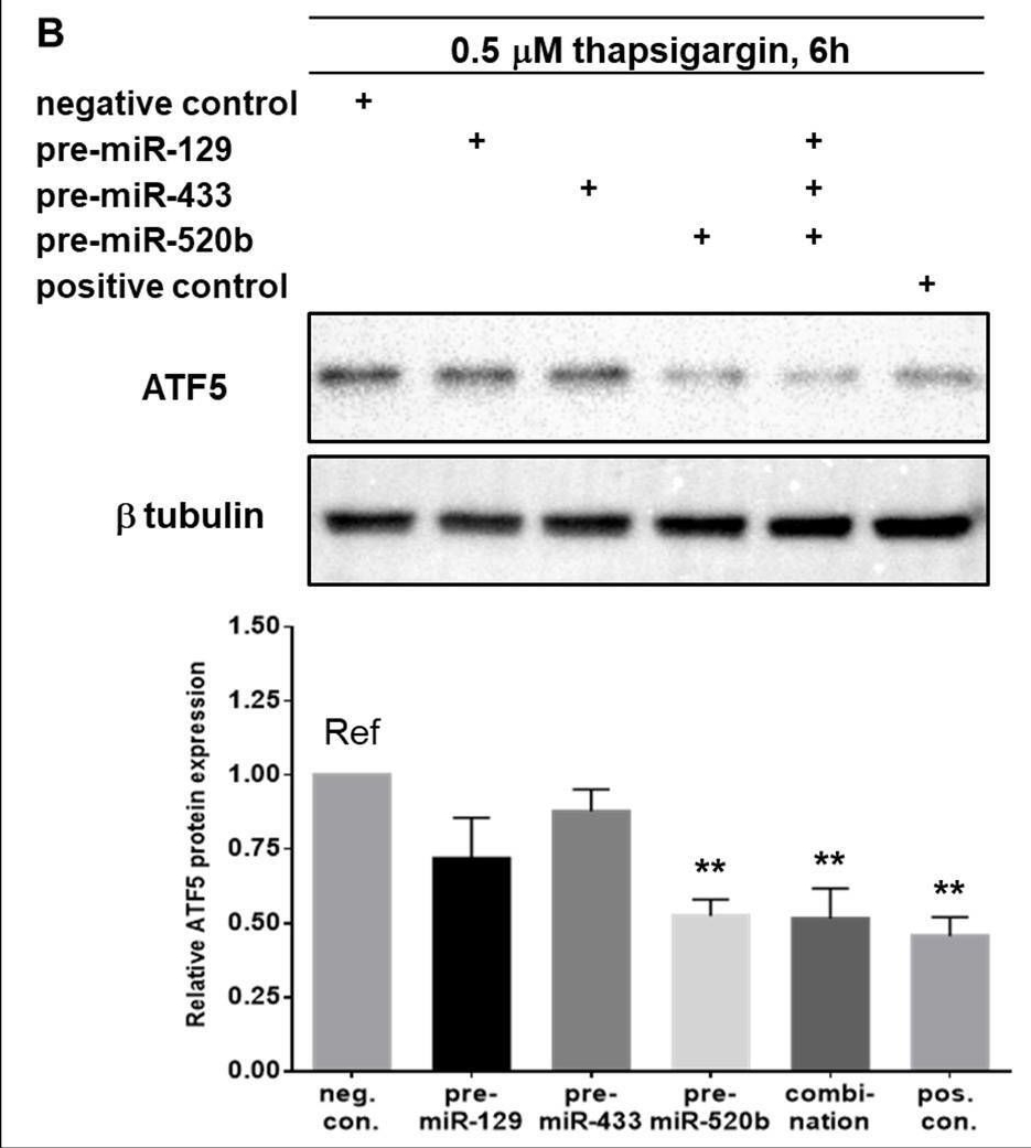 ATF5 antibodies - Antibody search engine - CiteAb