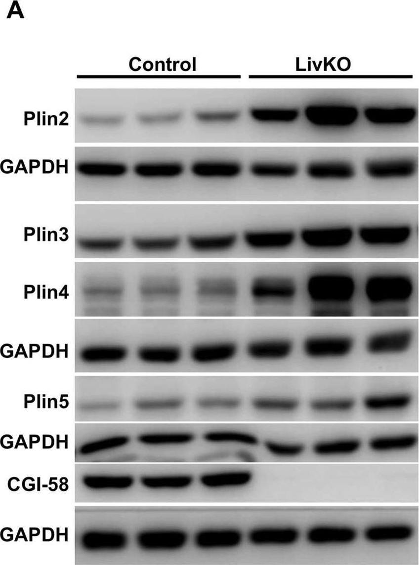 Plin4 antibodies - Antibody search engine - CiteAb