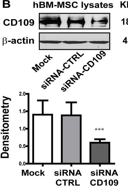 CD109 antibodies - Antibody search engine - CiteAb