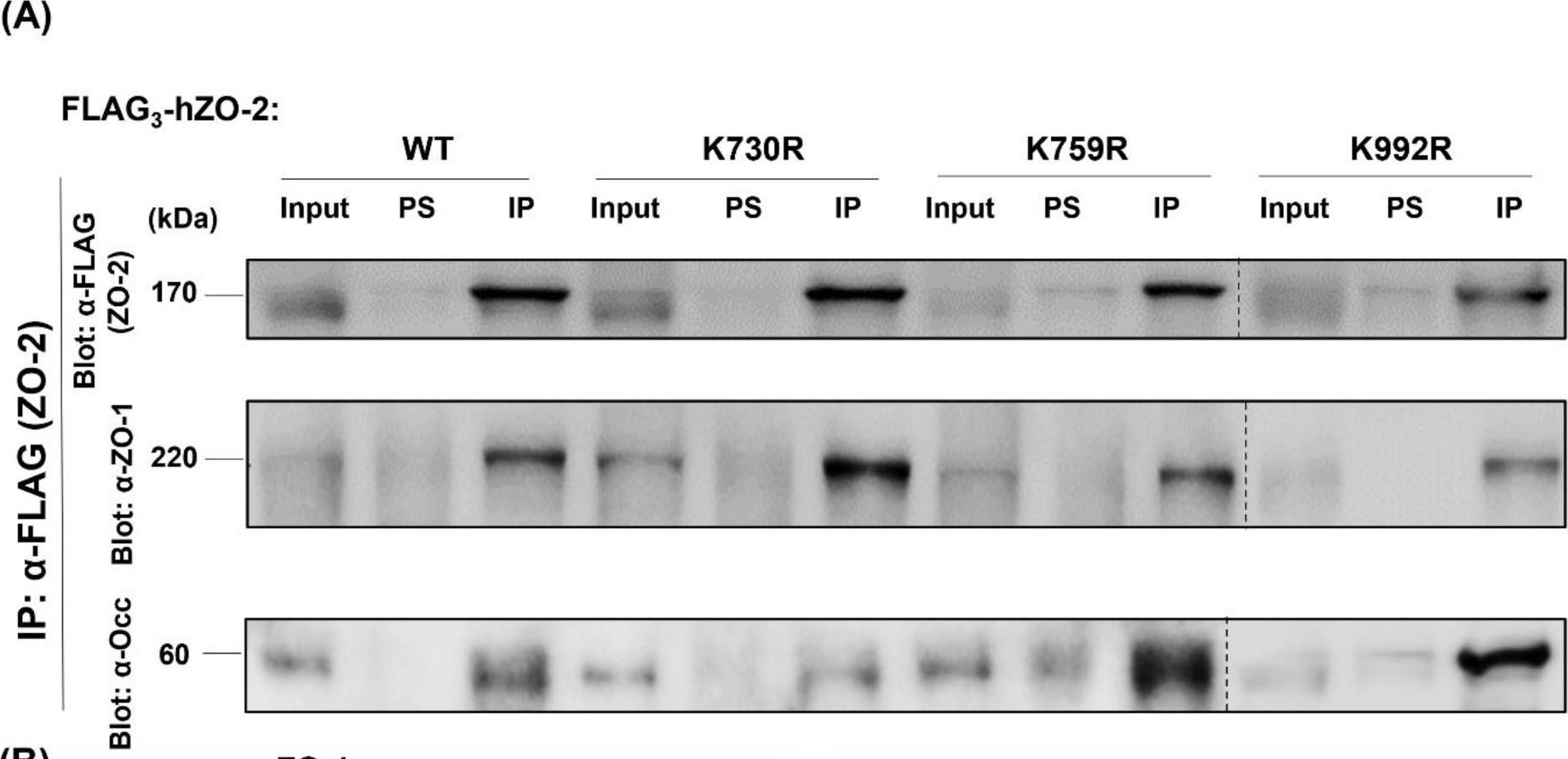 flag antibodies - Antibody search engine - CiteAb