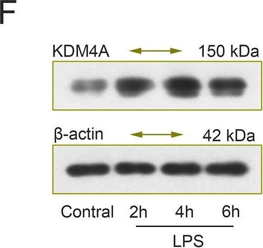 KDM4A antibodies - Antibody search engine - CiteAb