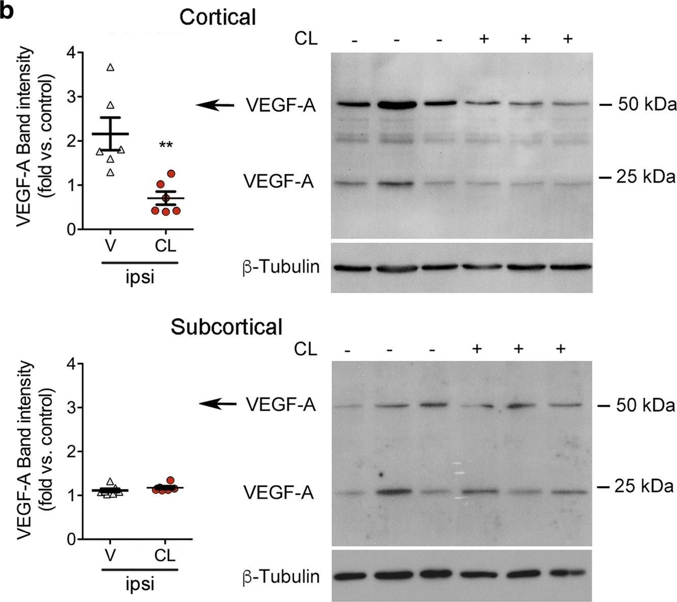 VEGFA antibodies - Antibody search engine - CiteAb