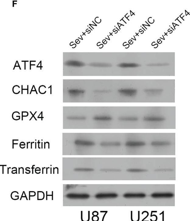 CHAC1 antibodies - Antibody search engine - CiteAb