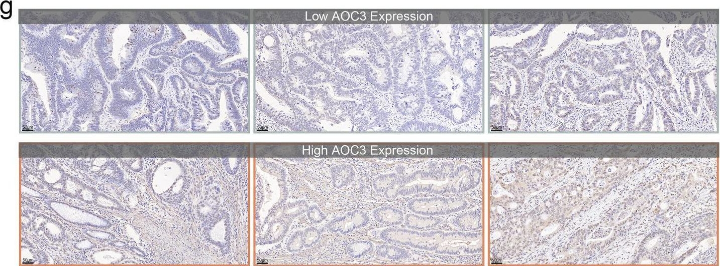 AOC3 antibodies - Antibody search engine - CiteAb