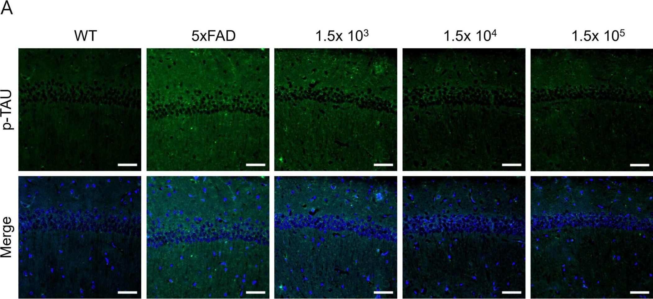 AT8 antibodies - Antibody search engine - CiteAb