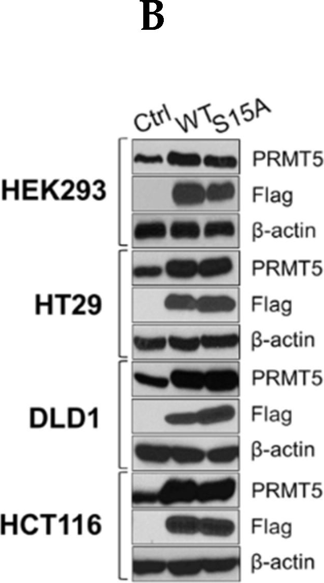 prmt5 antibodies - Antibody search engine - CiteAb
