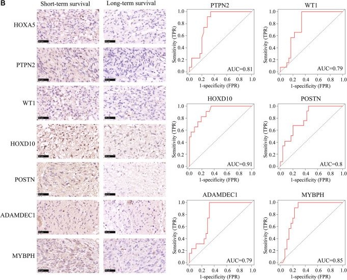 Postn antibodies - Antibody search engine - CiteAb