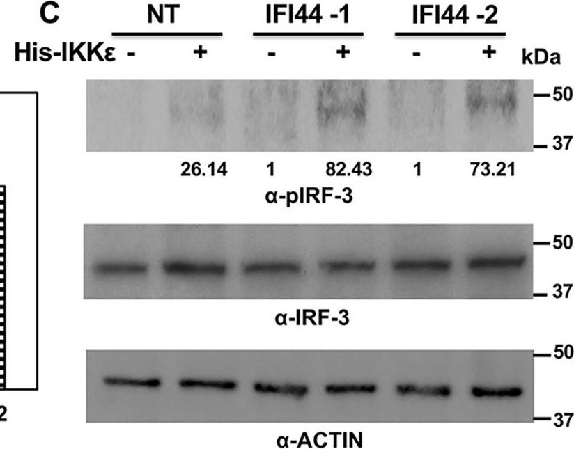 IRF3 antibodies - Antibody search engine - CiteAb