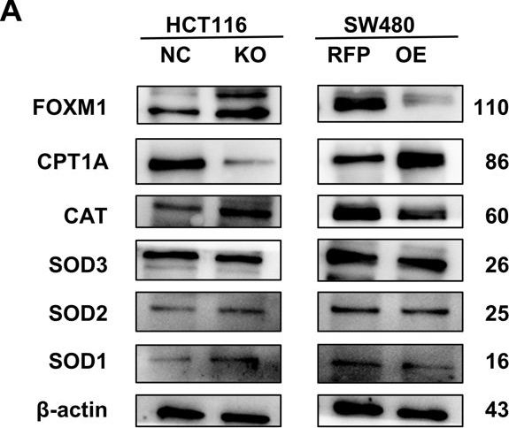 FOXM1 antibodies - Antibody search engine - CiteAb