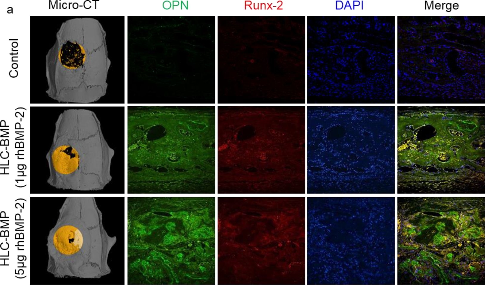 RUNX2 antibodies - Antibody search engine - CiteAb