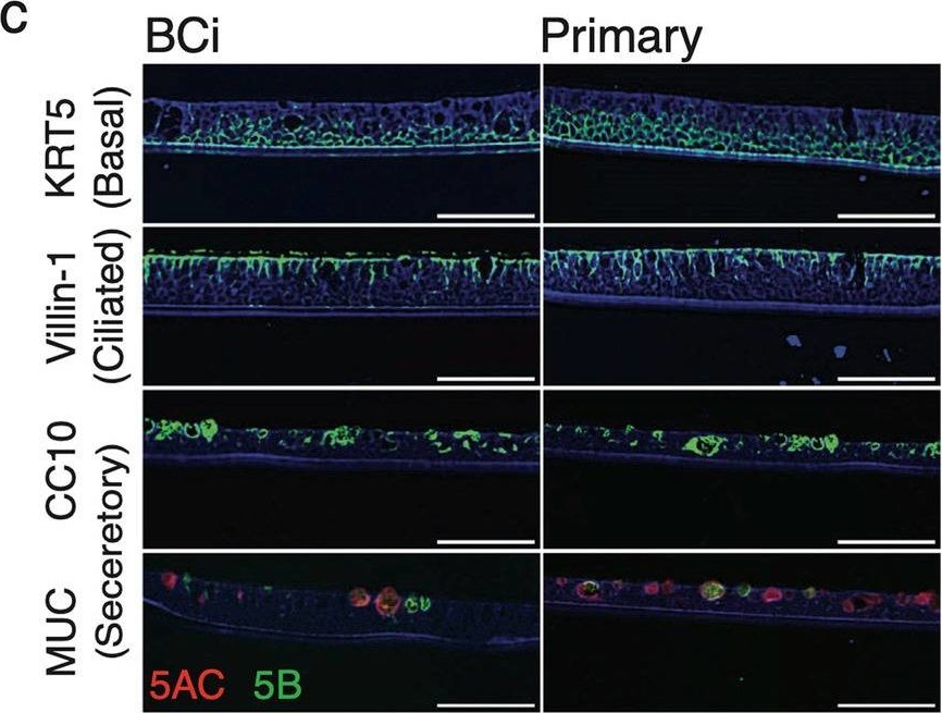Muc5b antibodies - Antibody search engine - CiteAb