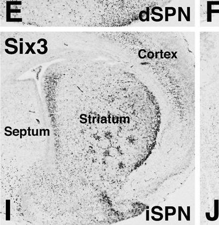 six3 antibodies - Antibody search engine - CiteAb