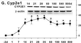Cyp2e1 antibodies - Antibody search engine - CiteAb