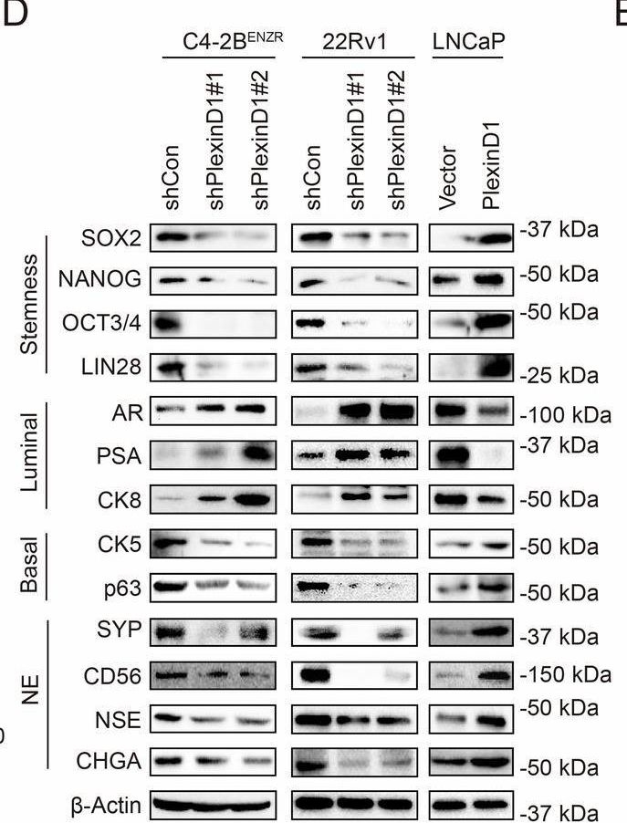 CK18 antibodies - Antibody search engine - CiteAb