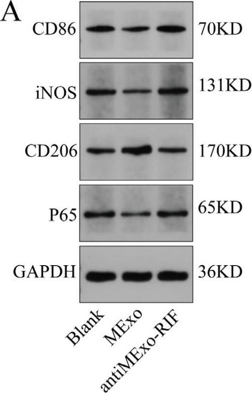 CD206 antibodies - Antibody search engine - CiteAb