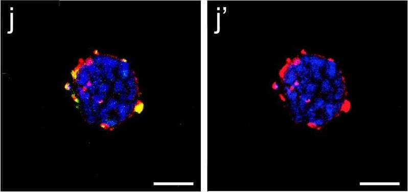 mafa antibodies - Antibody search engine - CiteAb