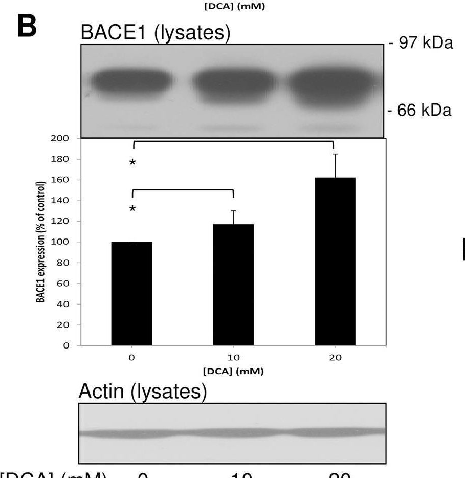 Bace1 antibodies - Antibody search engine - CiteAb