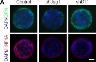 SPP1 antibodies - Antibody search engine - CiteAb