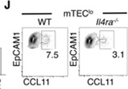 CCL11 antibodies - Antibody search engine - CiteAb
