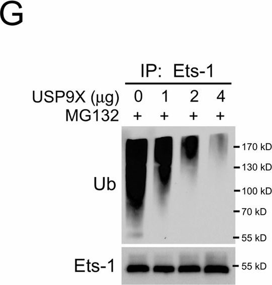 USP9X antibodies - Antibody search engine - CiteAb