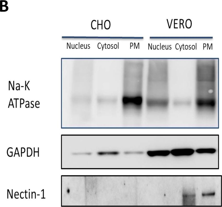 nectin-1 antibodies - Antibody search engine - CiteAb