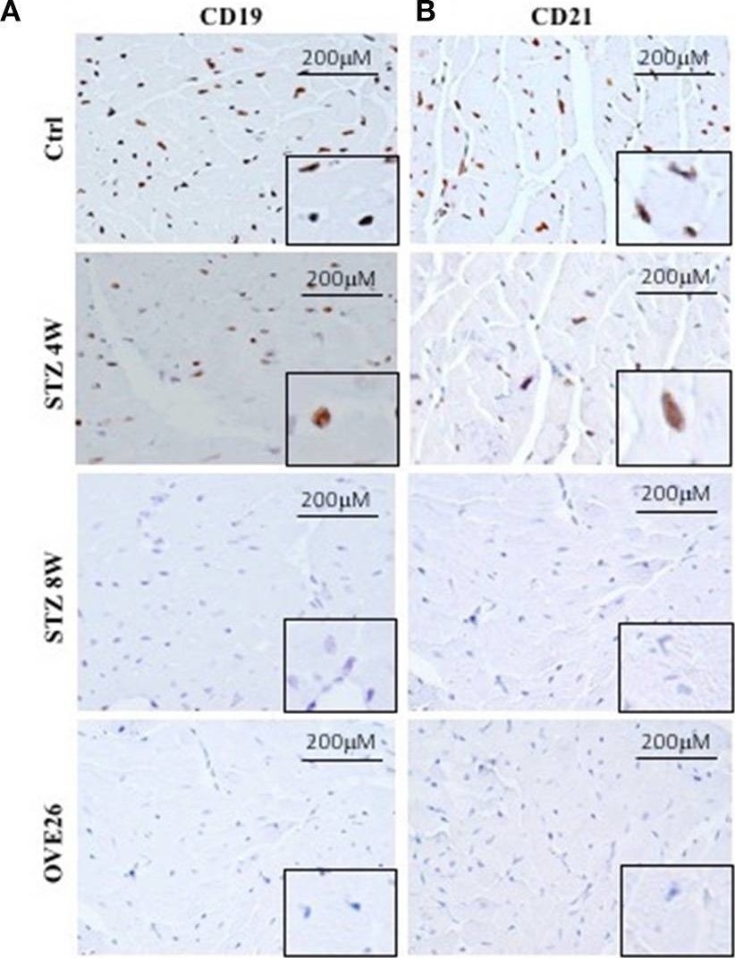 cd21 antibodies - Antibody search engine - CiteAb