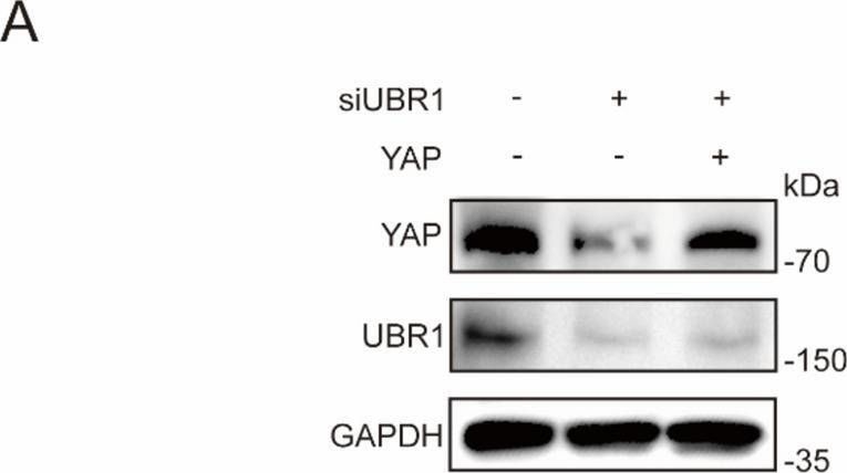 UBR1 antibodies - Antibody search engine - CiteAb