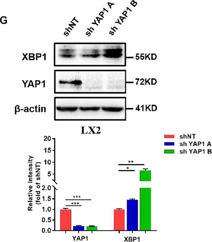 Yap antibodies - Antibody search engine - CiteAb