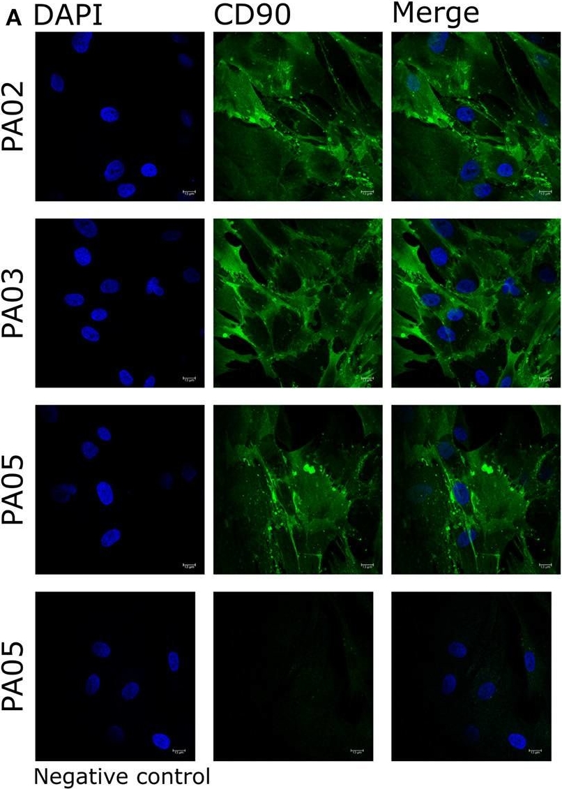 cd90 antibodies - Antibody search engine - CiteAb