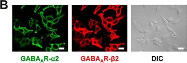 GABA antibodies - Antibody search engine - CiteAb