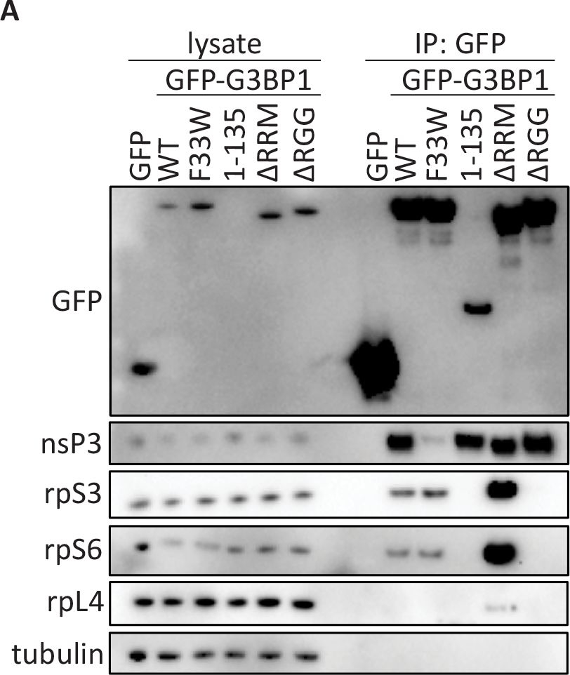 rps3 antibodies - Antibody search engine - CiteAb