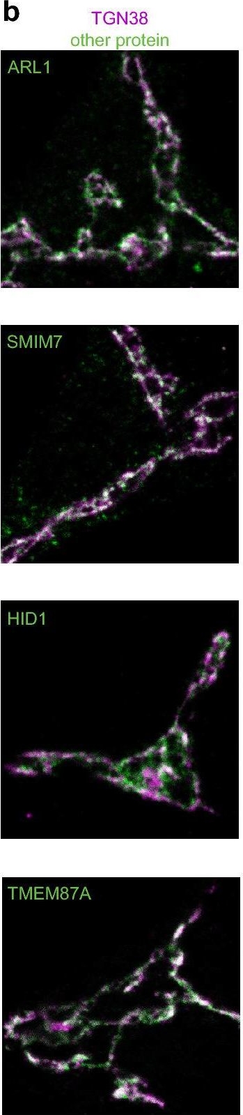 dmc1 antibodies - Antibody search engine - CiteAb