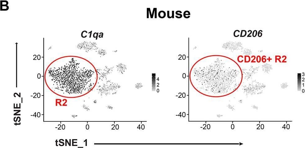 CD16 antibodies - Antibody search engine - CiteAb