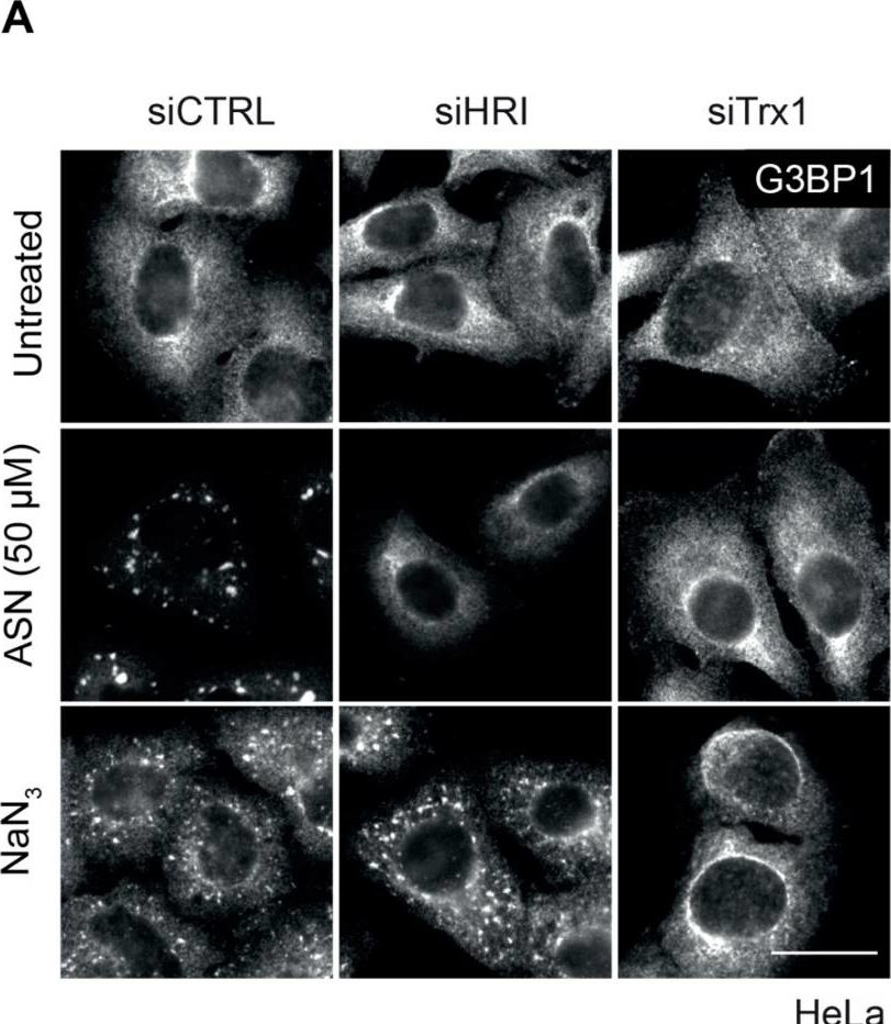 G3BP1 antibodies - Antibody search engine - CiteAb