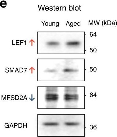 MFSD2A antibodies - Antibody search engine - CiteAb