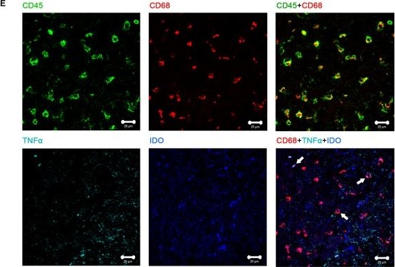 CD68 antibodies - Antibody search engine - CiteAb