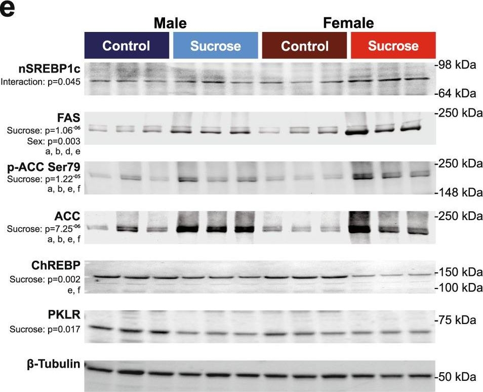 acc2 antibodies - Antibody search engine - CiteAb