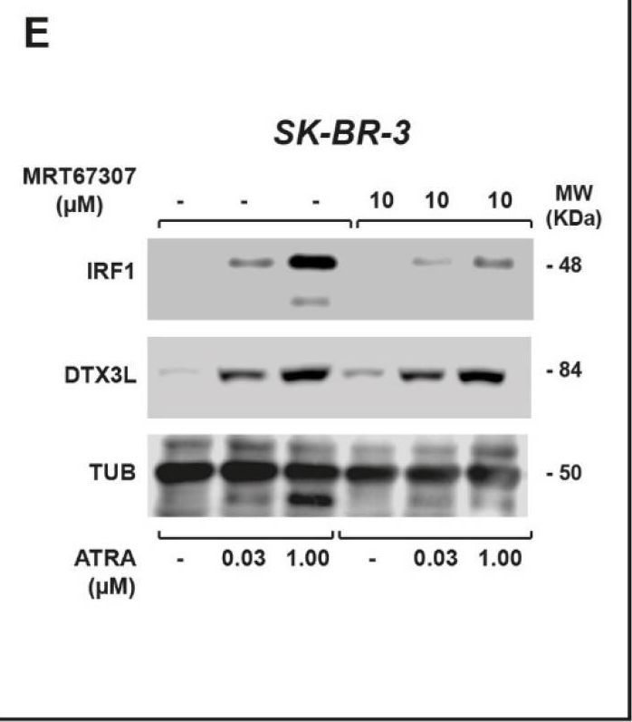 dtx3l antibodies - Antibody search engine - CiteAb