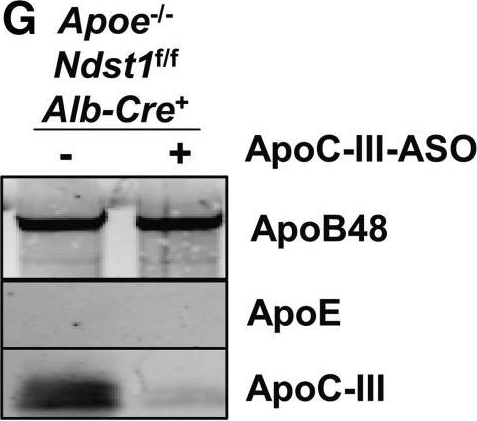 apoB antibodies - Antibody search engine - CiteAb
